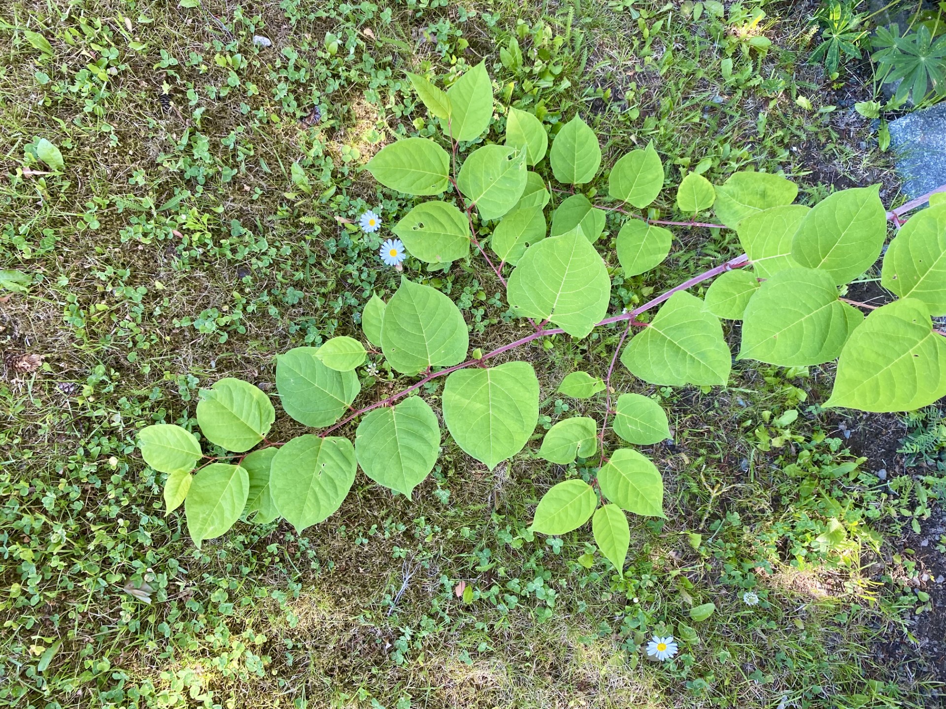 Invasive Species: Knotweed | City of Terrace